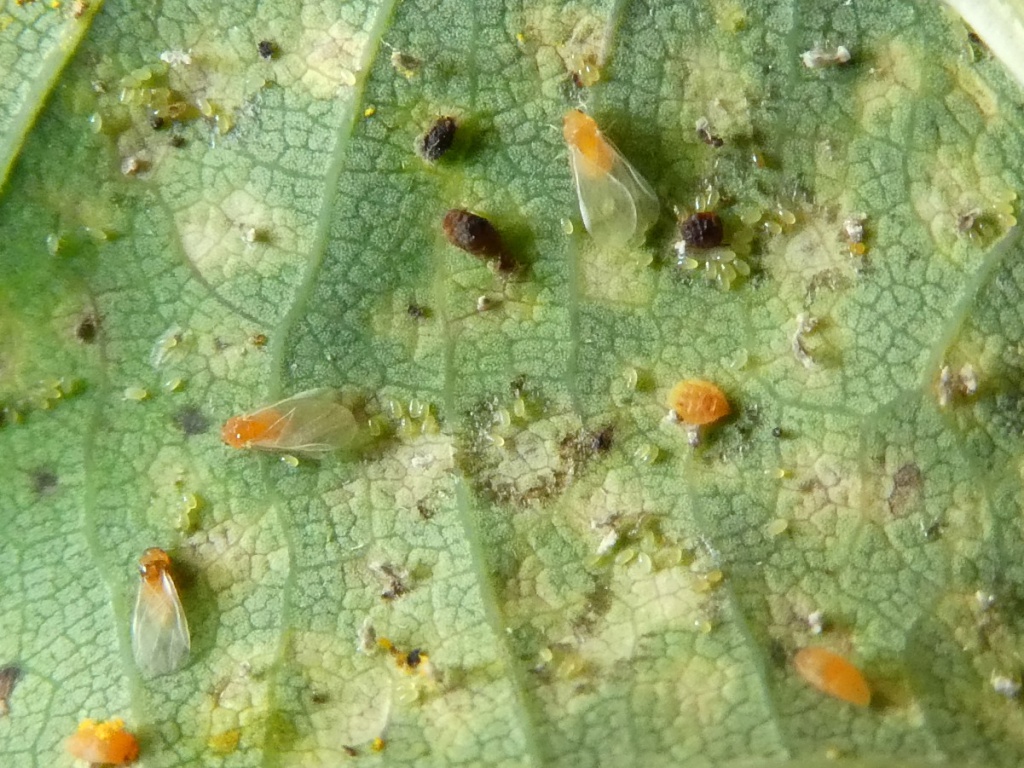 Oak Leaf Phylloxera | NatureSpot