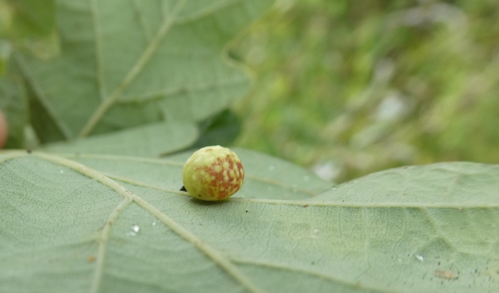 Striped Pea-gall | NatureSpot