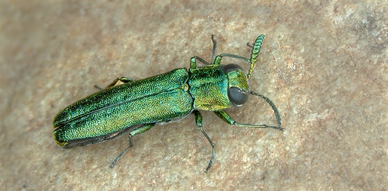 Agrilus laticornis | NatureSpot