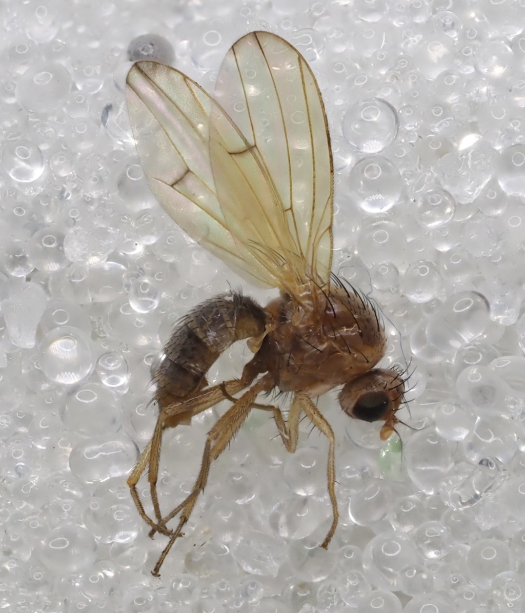 Tricholauxania praeusta | NatureSpot