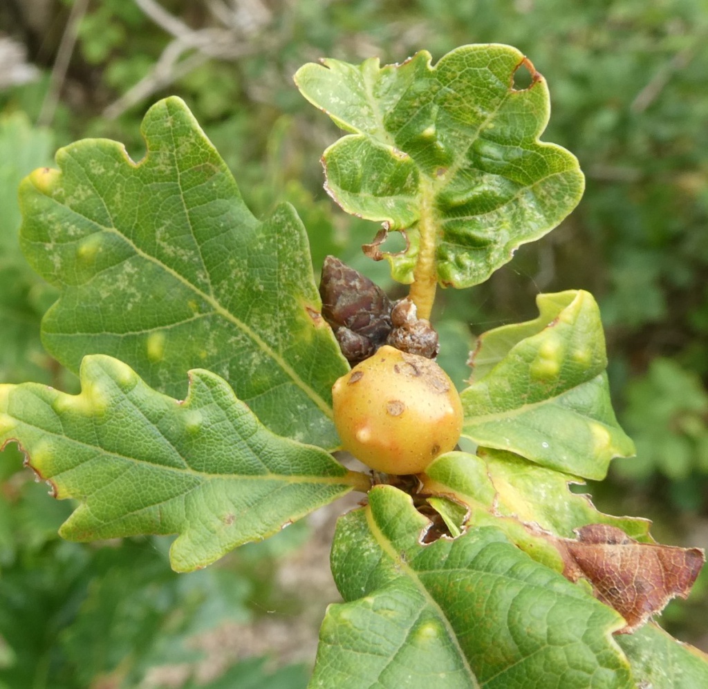 Dyer's Gall | NatureSpot