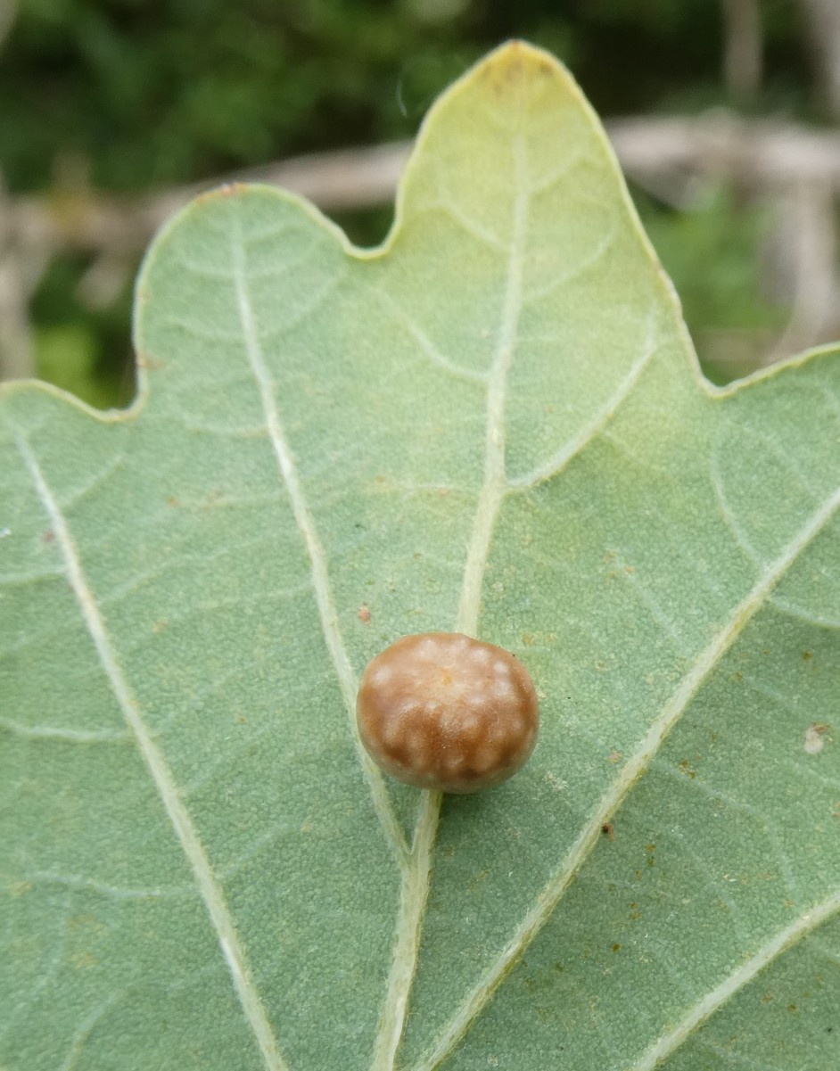 Cynips disticha f. agamic | NatureSpot