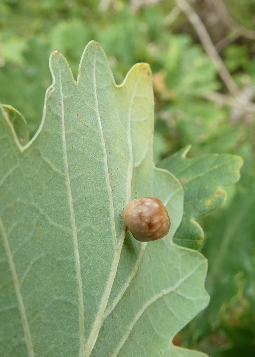 Cynips disticha f. agamic | NatureSpot