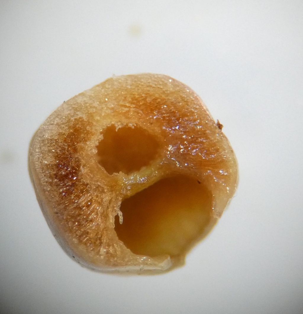 Cynips disticha f. agamic | NatureSpot