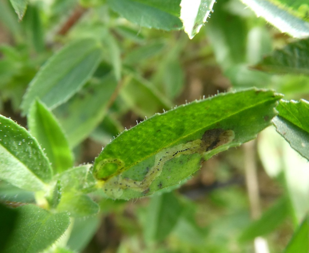 Liriomyza cicerina | NatureSpot