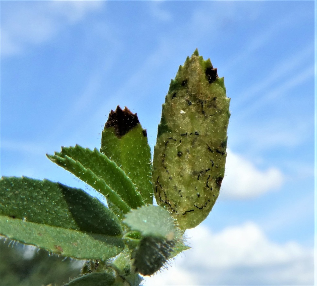 Liriomyza cicerina | NatureSpot
