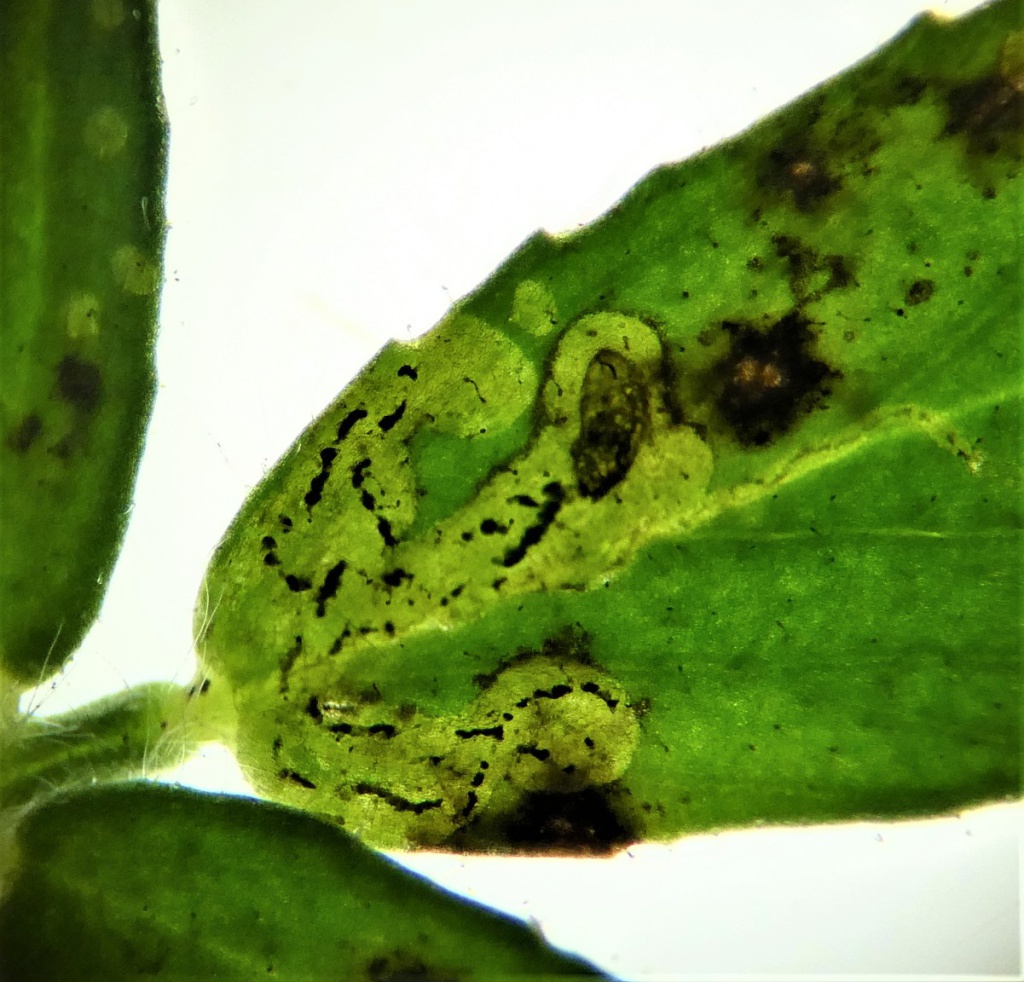 Liriomyza cicerina | NatureSpot