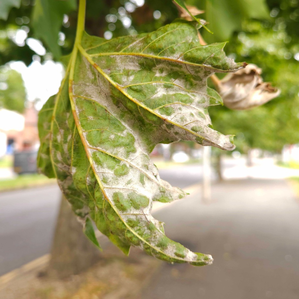 Erysiphe platani | NatureSpot
