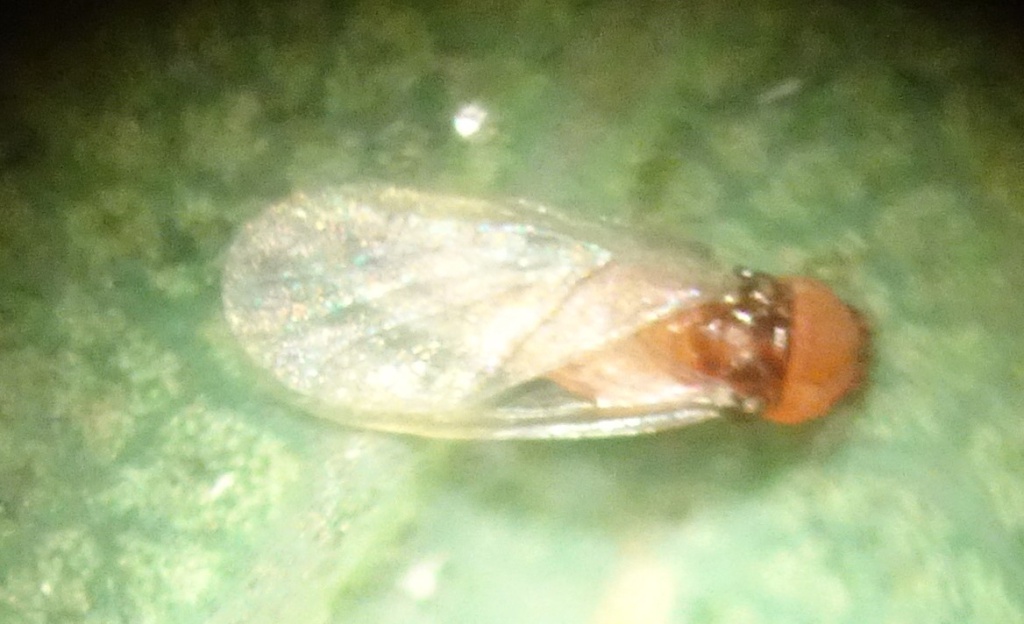 Oak Leaf Phylloxera | NatureSpot