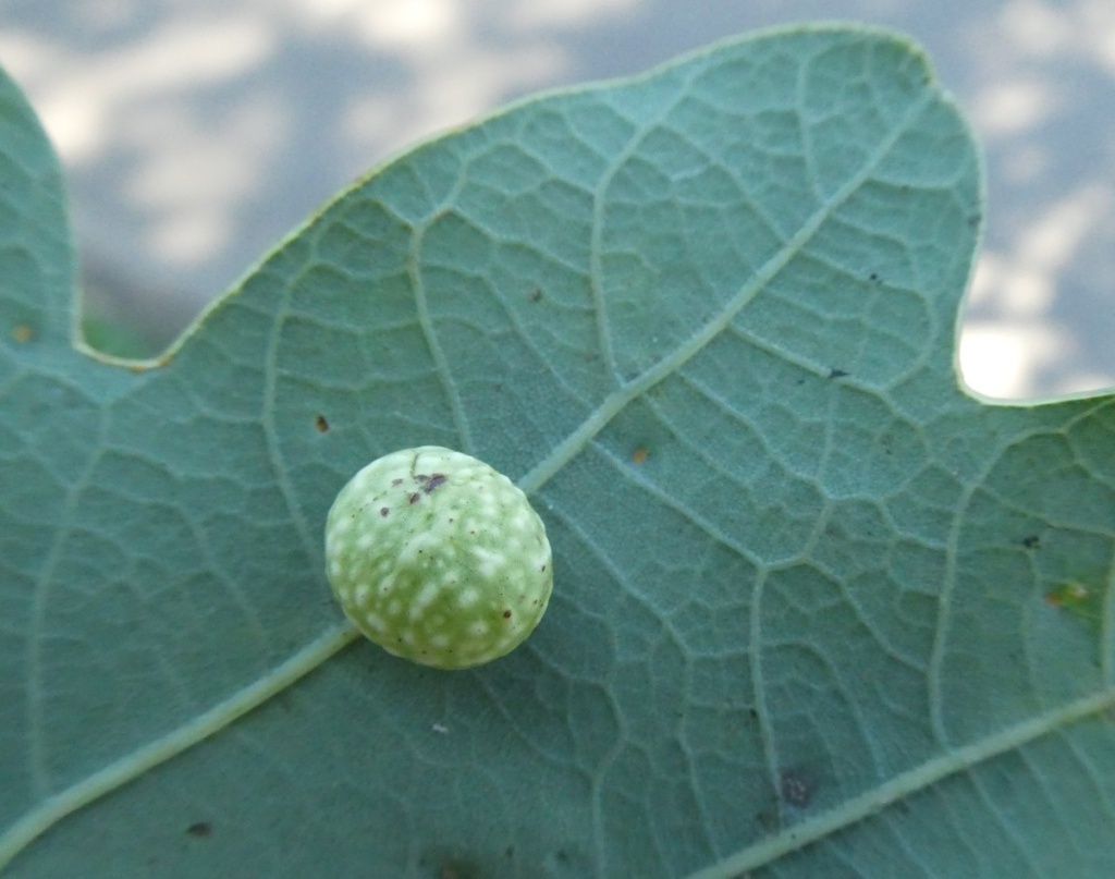 Striped Pea-gall | NatureSpot