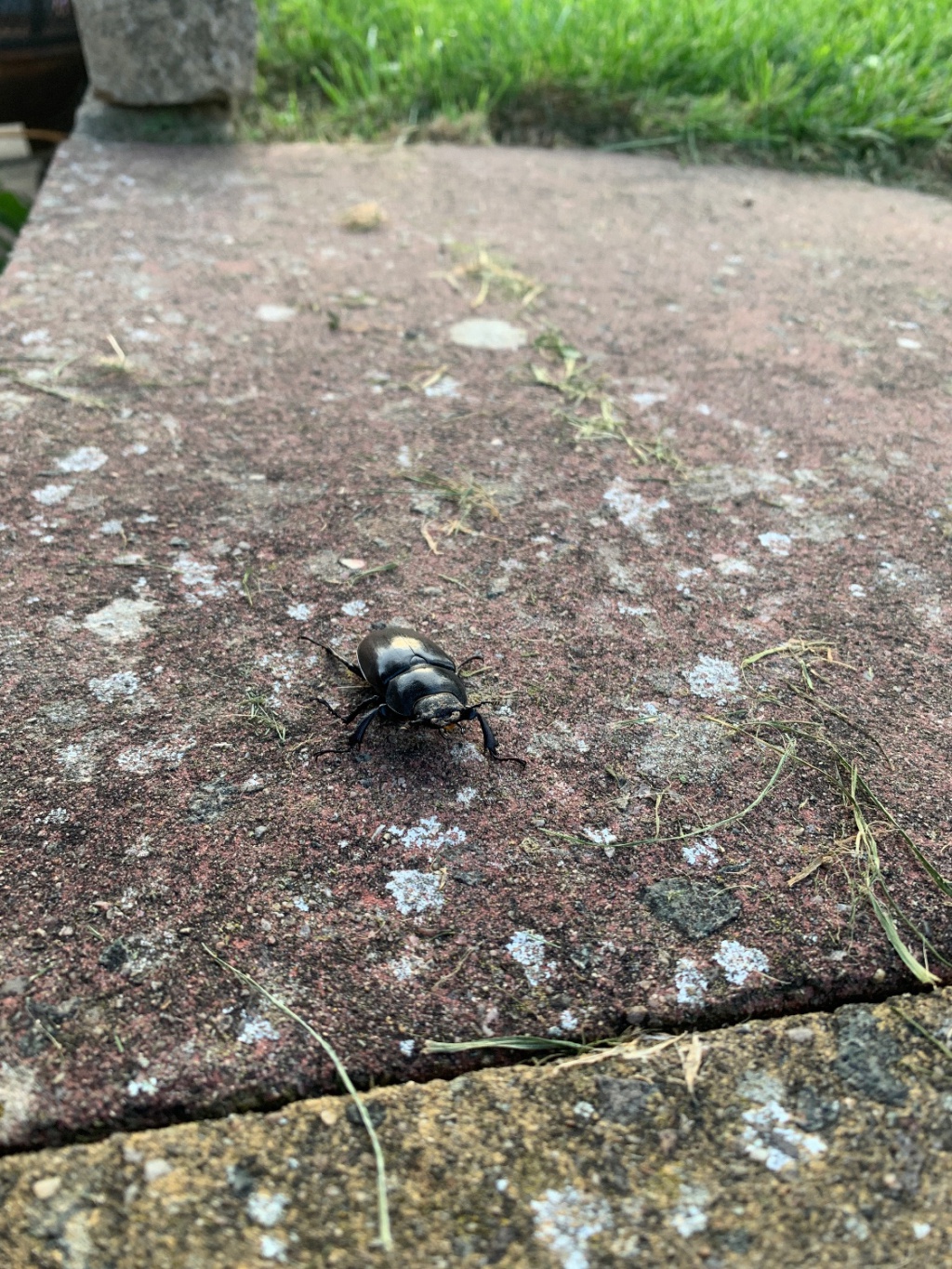 Suffolk Stag Beetle Survey Results | Suffolk Biodiversity Information ...