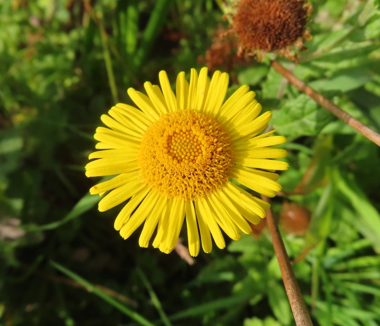 Common Fleabane