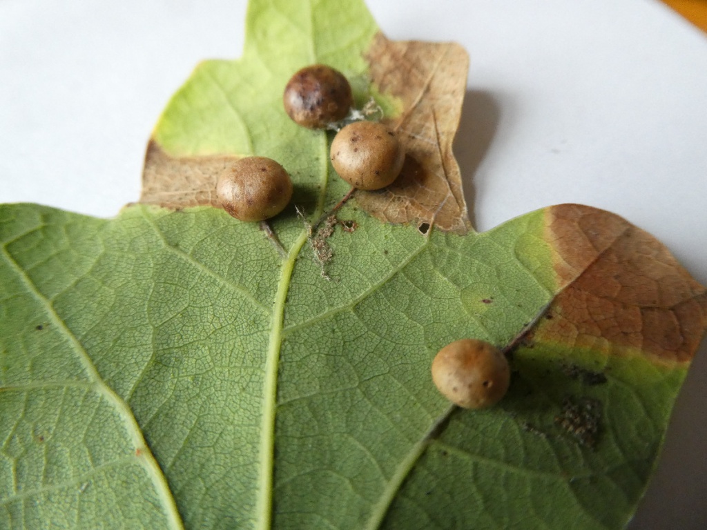 Red-pea Gall | NatureSpot