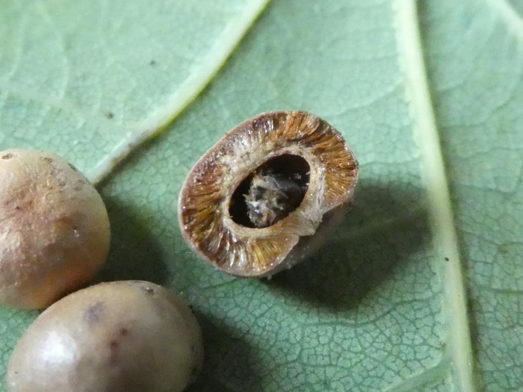 Red-pea Gall | NatureSpot
