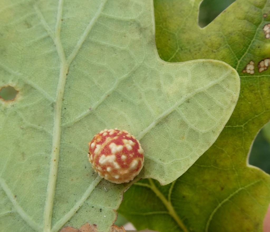 Striped Pea-gall | NatureSpot