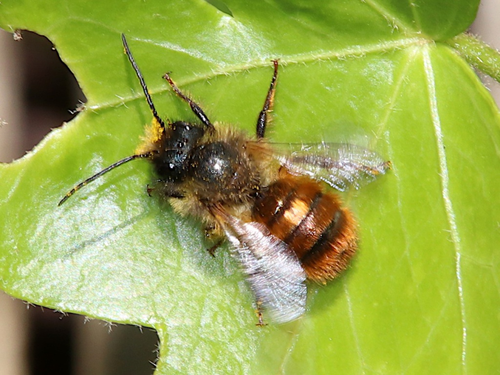 Red Mason Bee | NatureSpot