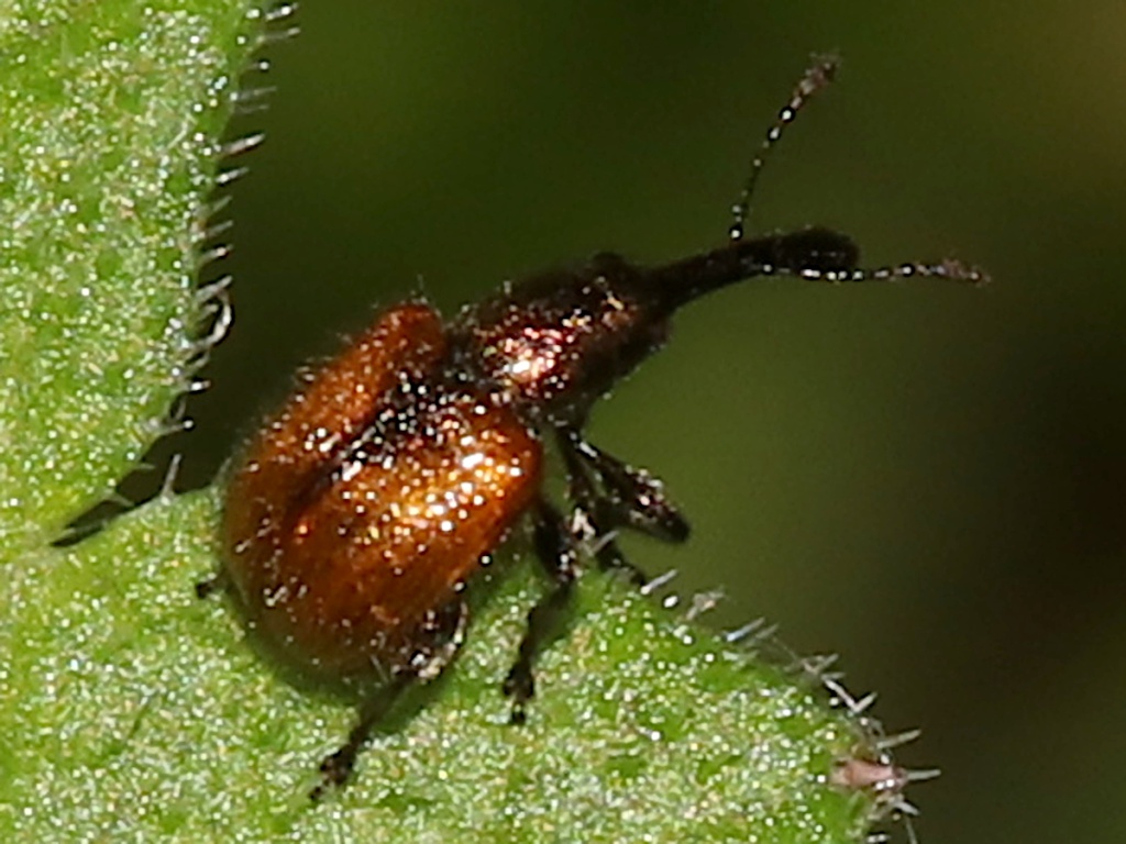 Apple Fruit Weevil | NatureSpot