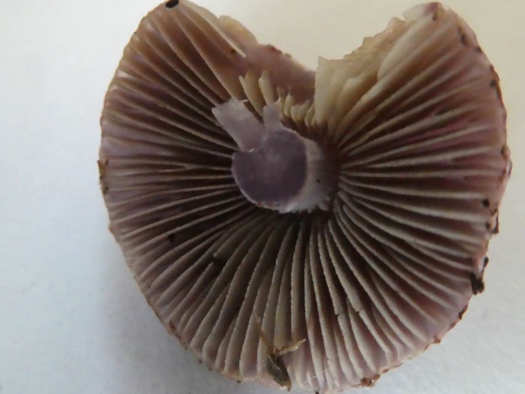 Lilac Fibrecap | NatureSpot