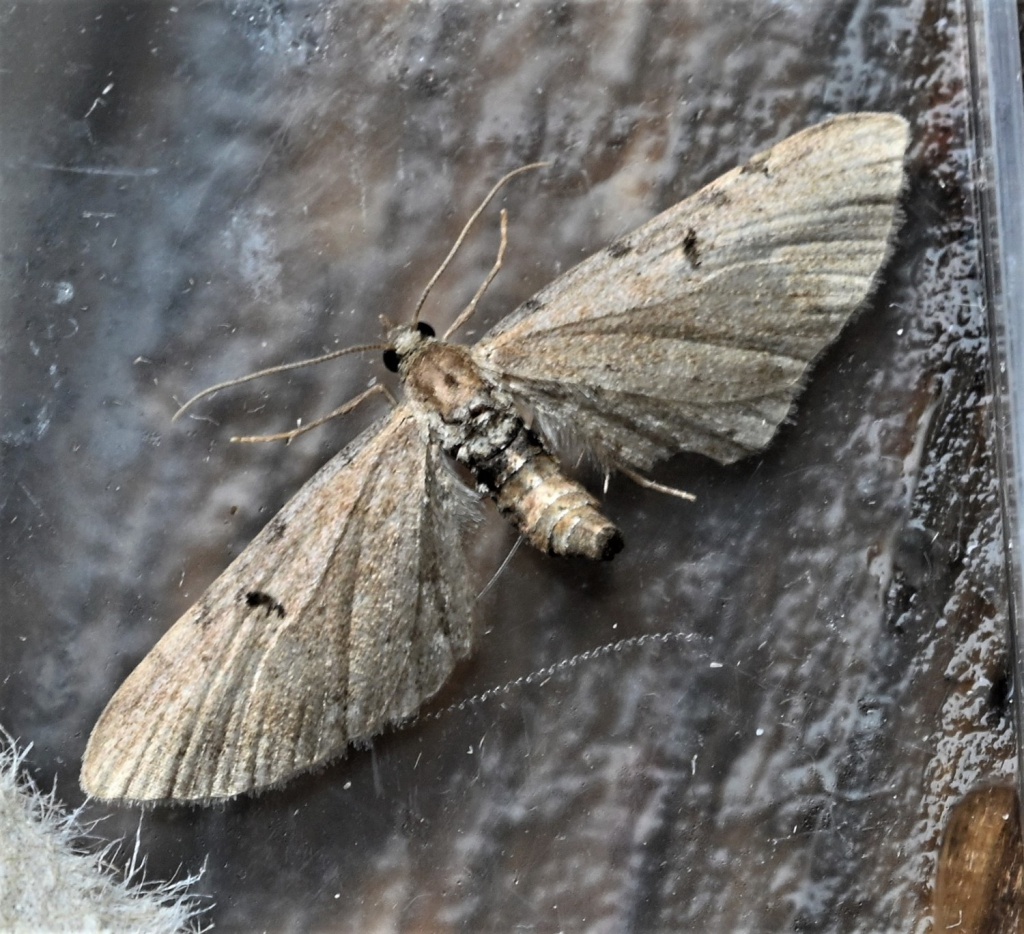 Record of Wormwood Pug (Eupithecia absinthiata)