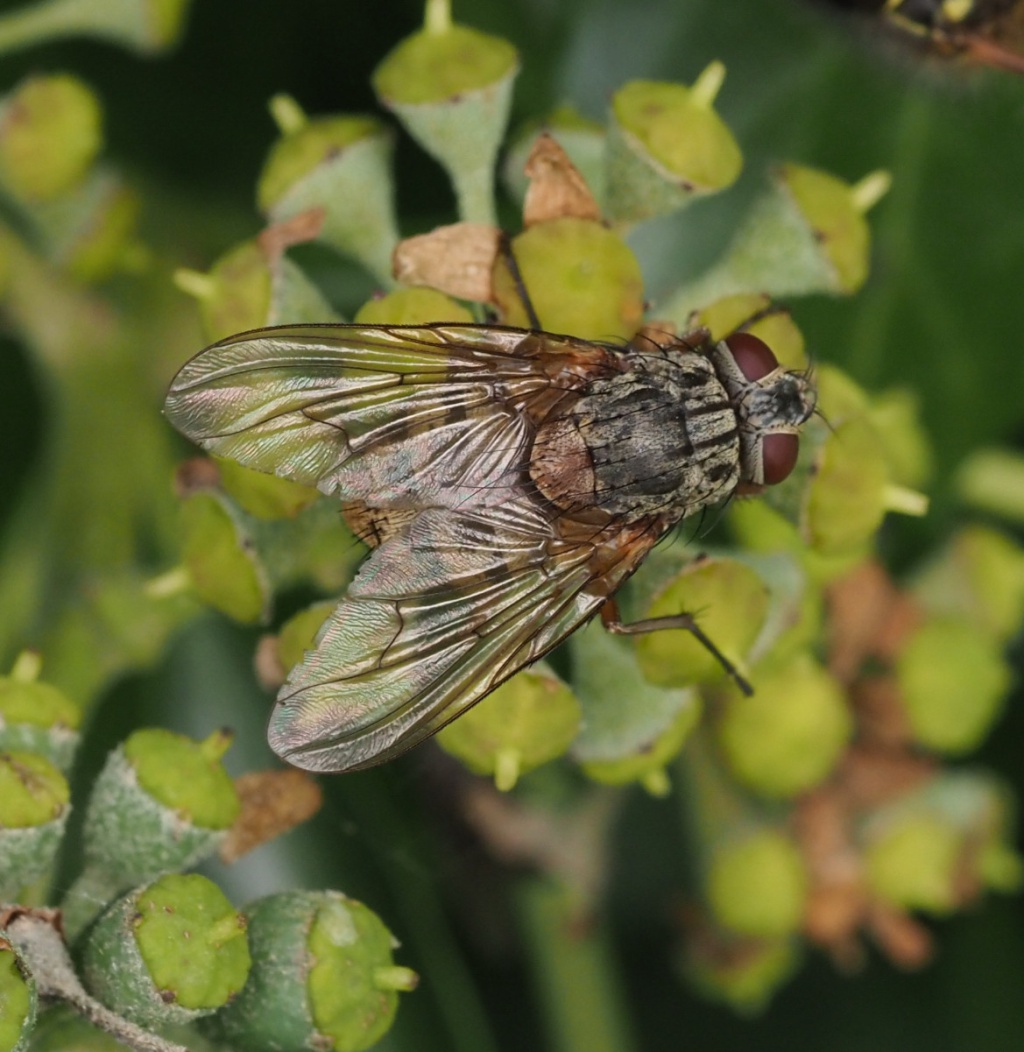 Phaonia valida | NatureSpot