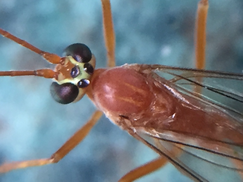 Netelia inedita | NatureSpot