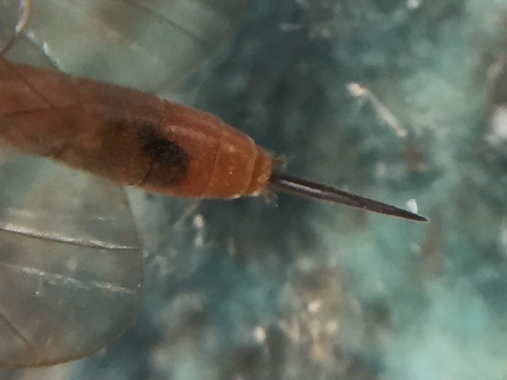 Netelia inedita | NatureSpot