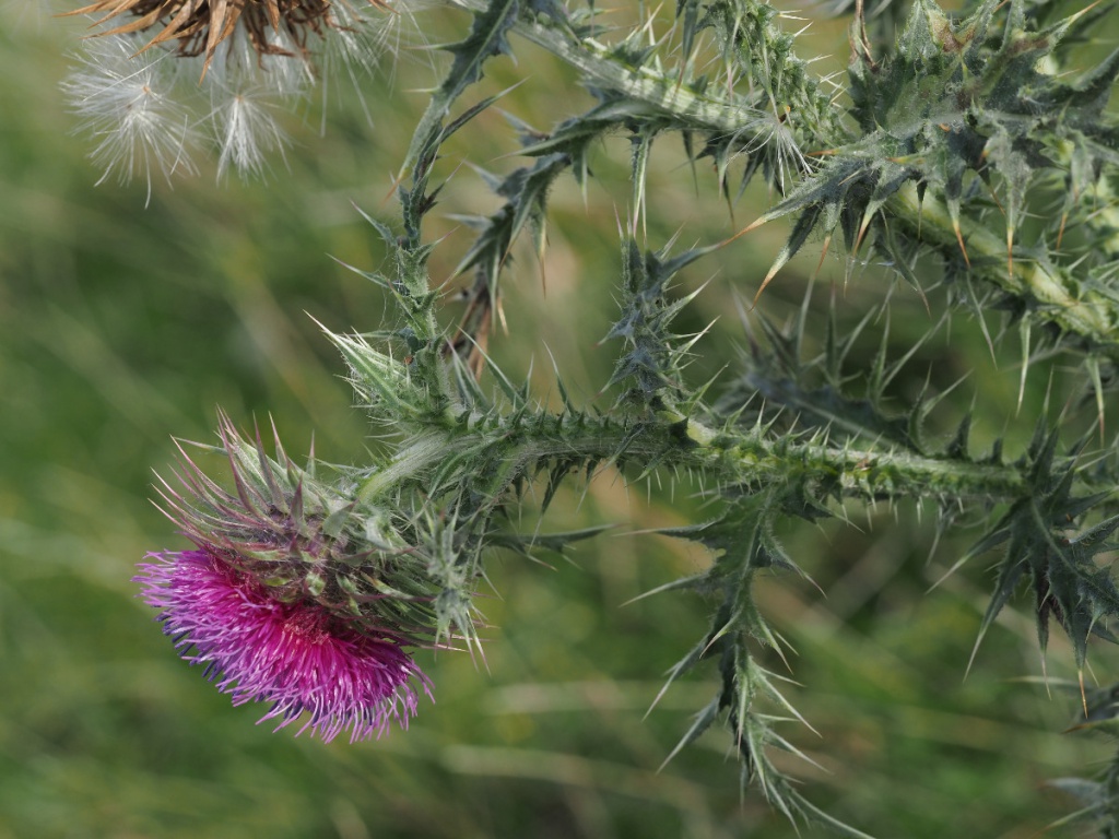 Musk Thistle | NatureSpot