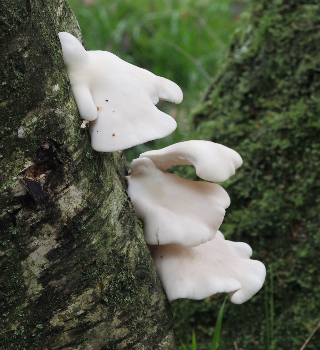 Pale Oyster Mushroom | NatureSpot