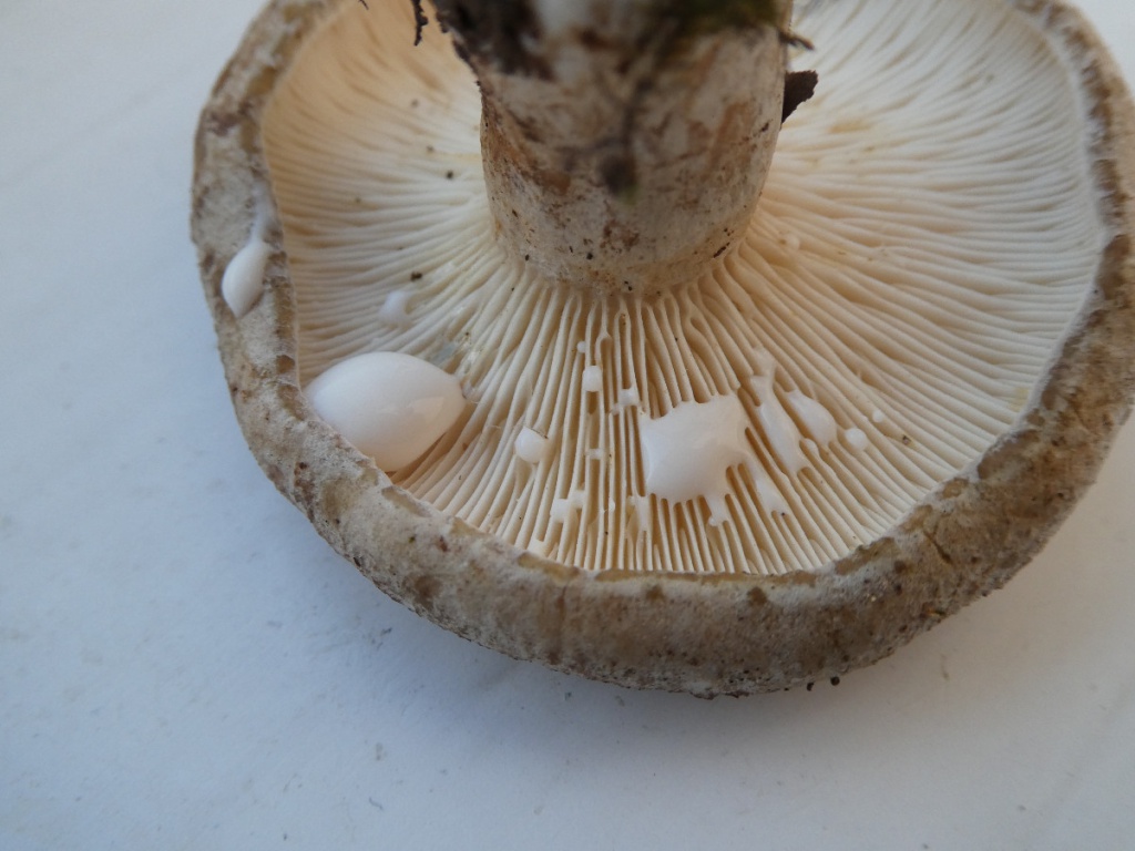 Oak Milkcap | NatureSpot