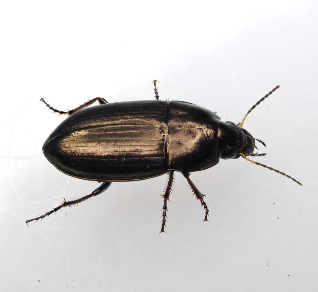 Sun Beetle