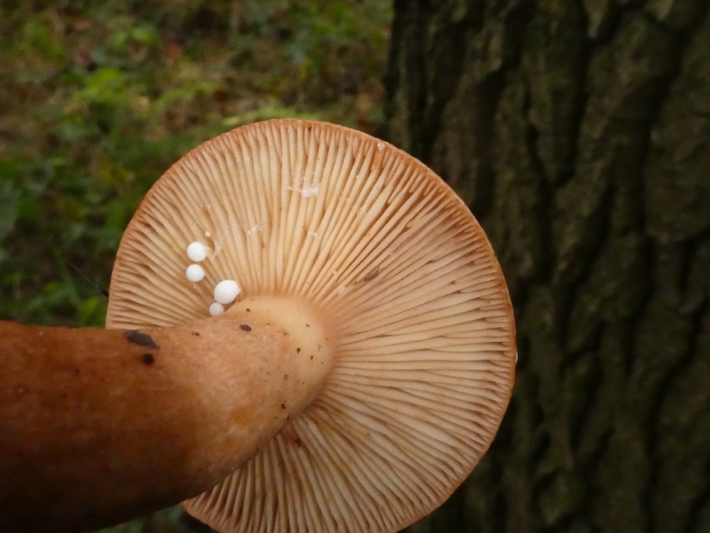 Oak Milkcap | NatureSpot