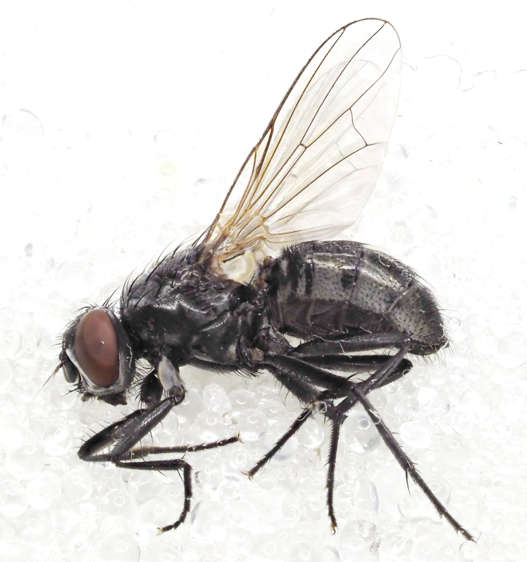 Hydrotaea dentipes | NatureSpot