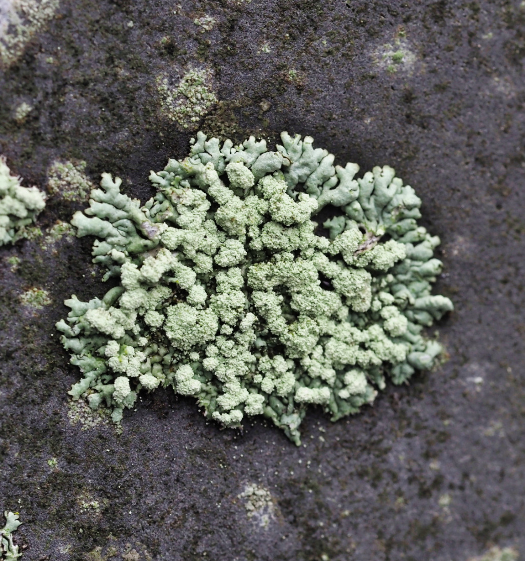 Xanthoparmelia mougeotii | NatureSpot