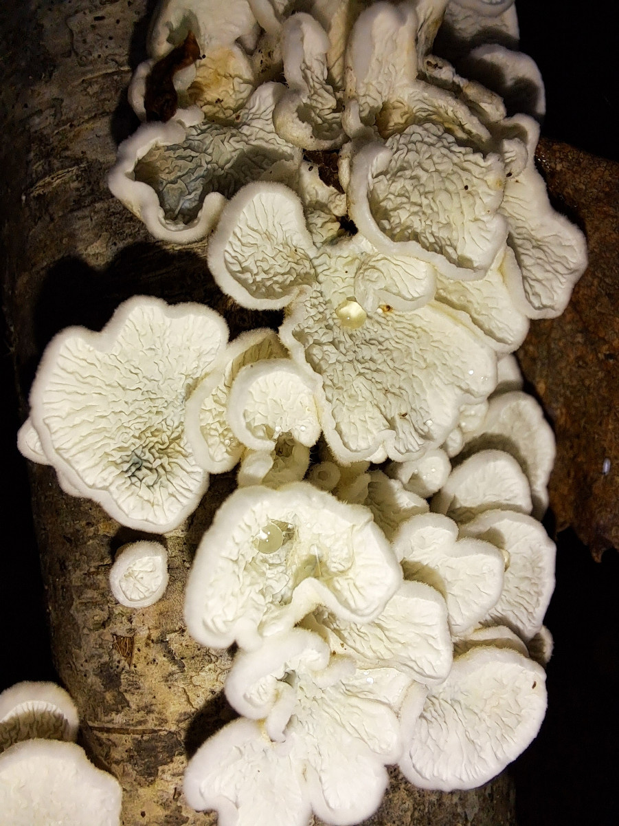 Crimped Gill | NatureSpot