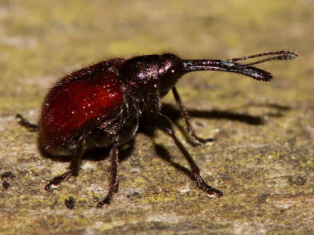 Apple Fruit Weevil | NatureSpot