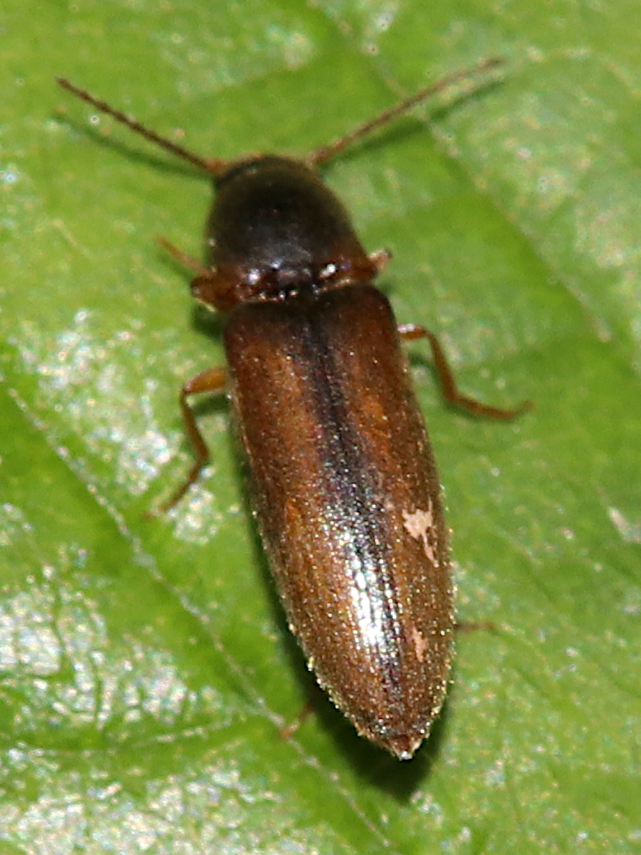 Dalopius marginatus | NatureSpot