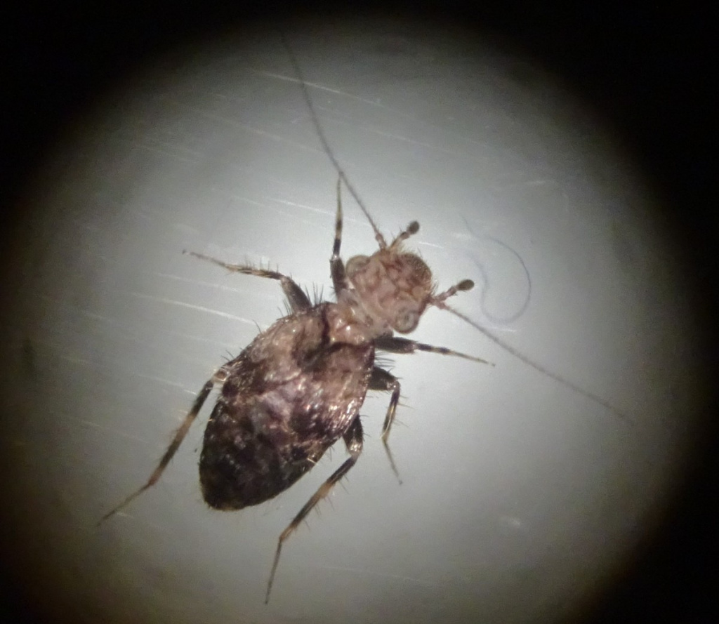 Pteroxanium kelloggi | NatureSpot