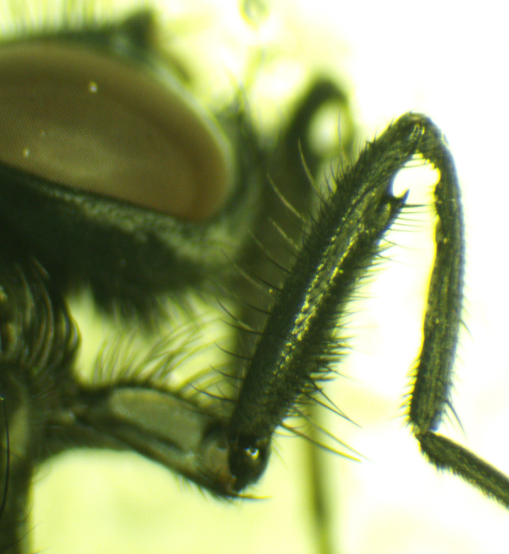 Hydrotaea dentipes | NatureSpot