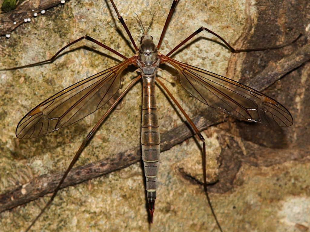 Tipula flavolineata | NatureSpot