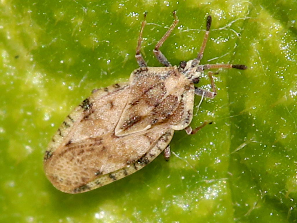 Spear Thistle Lacebug | NatureSpot
