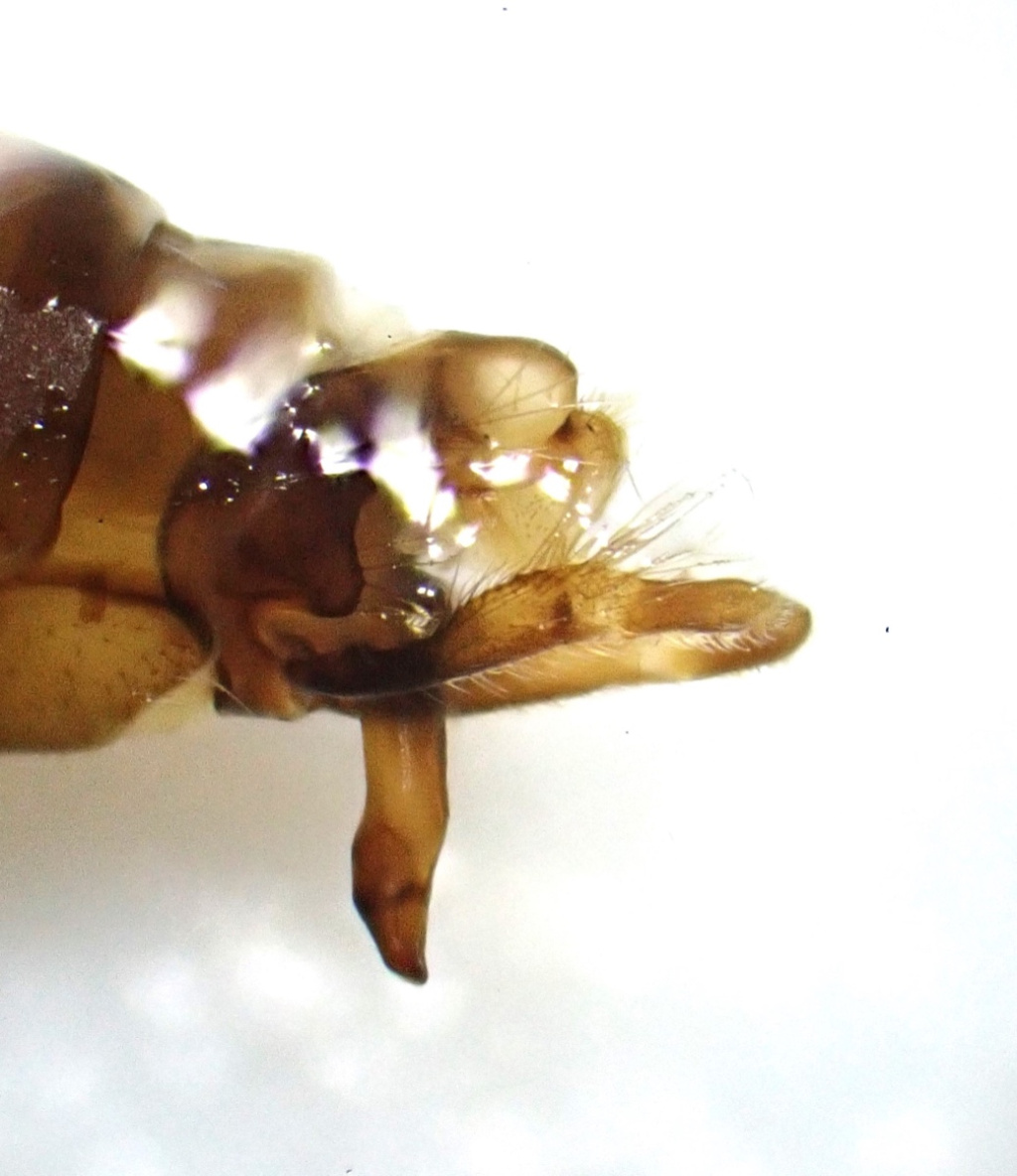 Hydropsyche pellucidula | NatureSpot