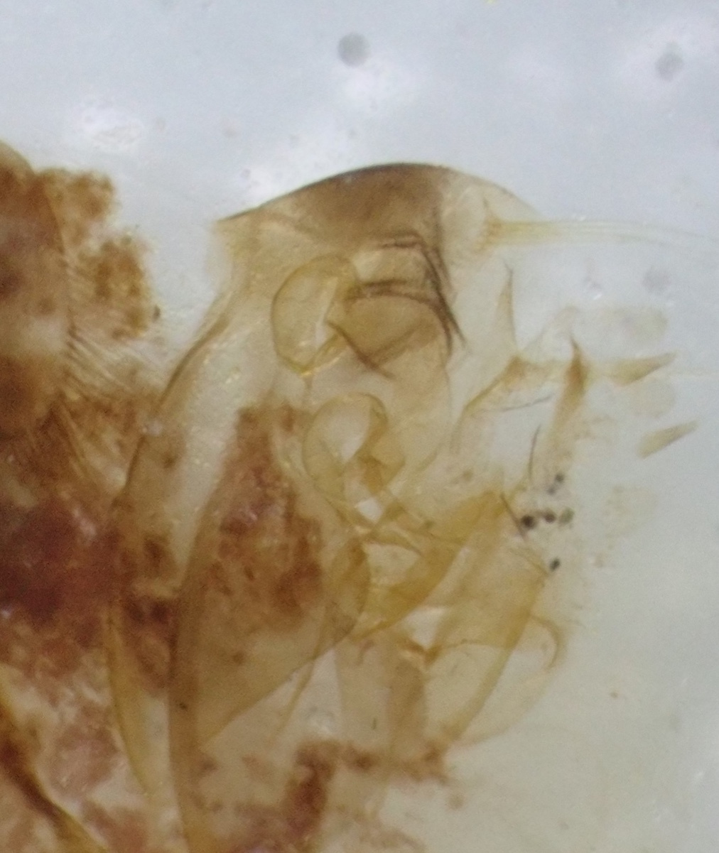 Hydropsyche instabilis | NatureSpot