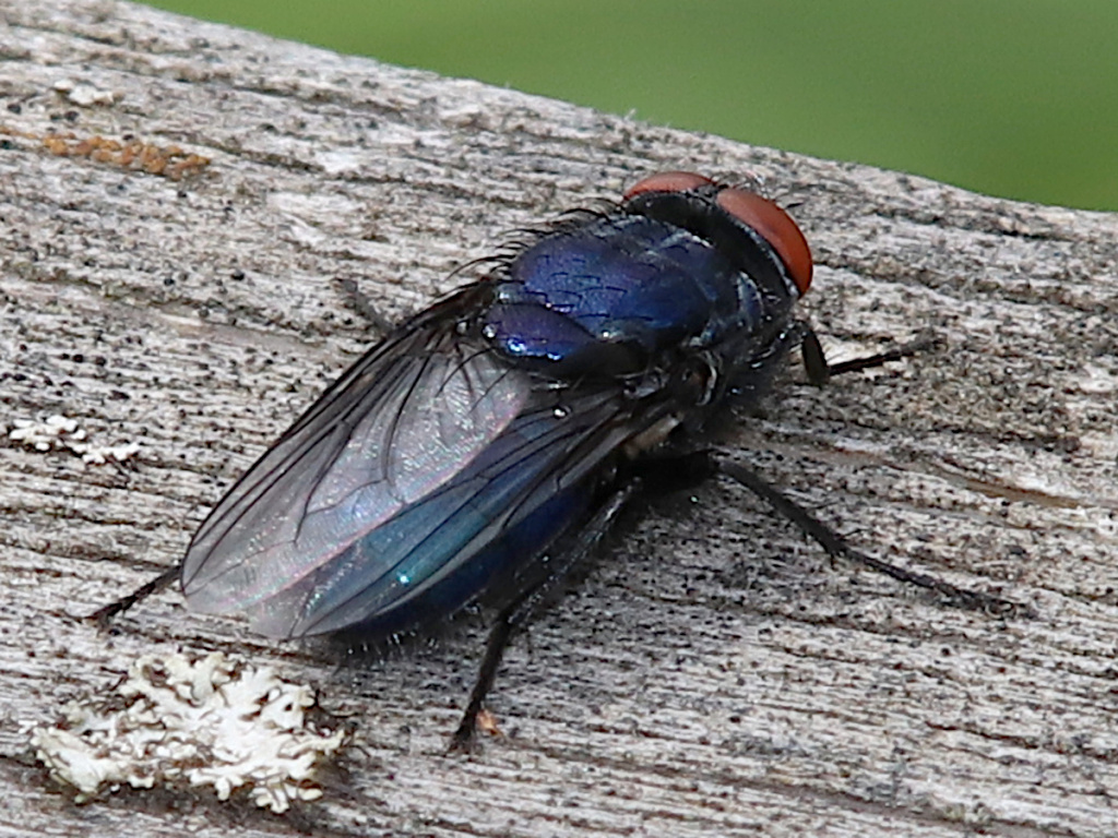 Bird Blowfly | NatureSpot