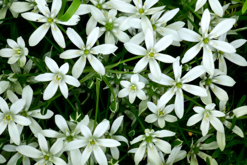White Star Of Bethlehem