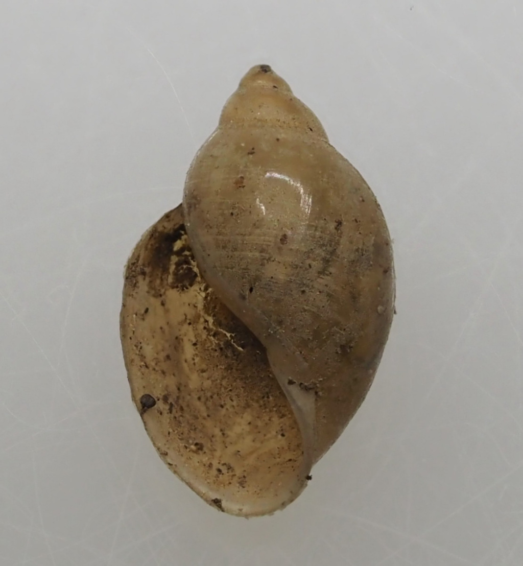 American Bladder Snail | NatureSpot