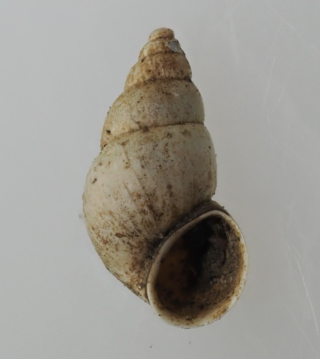 Jenkins' Spire Snail | NatureSpot
