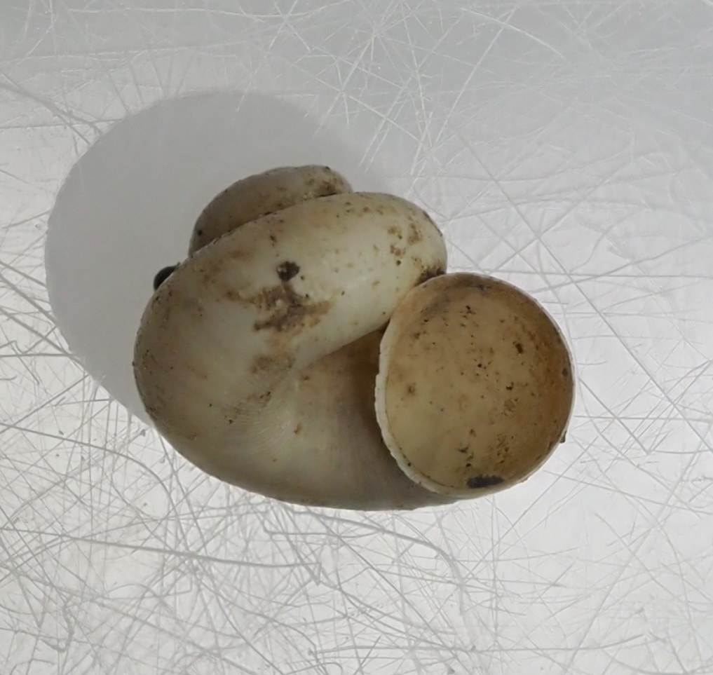 Valve Snail | NatureSpot