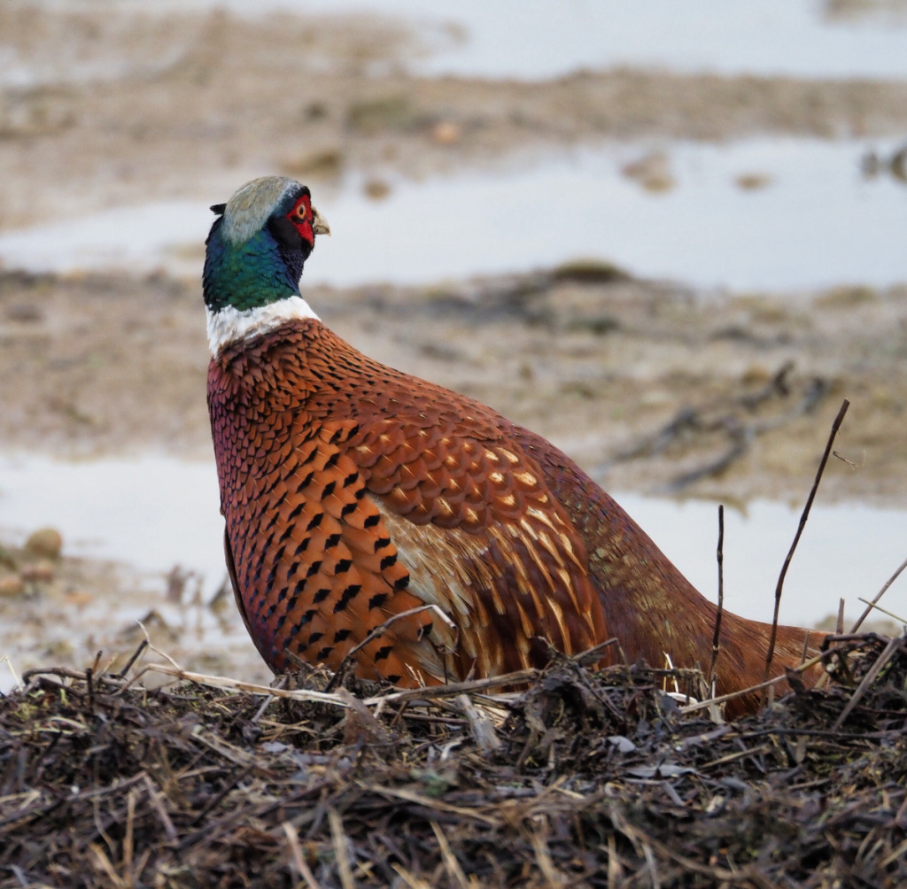 Pheasant | NatureSpot