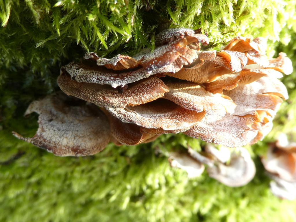 Panellus Stipticus STOCK IMAGE, , 10287762, 01AE06EP , Science Source