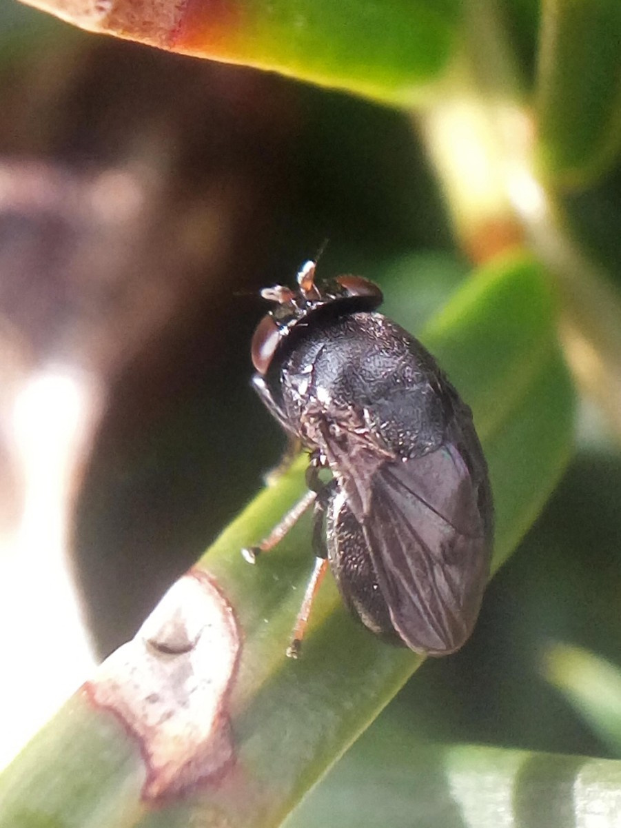 Discomyza incurva | NatureSpot